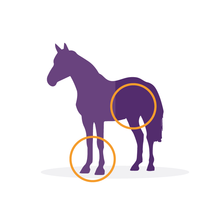 EFO Paardenverzekeringen | EFO